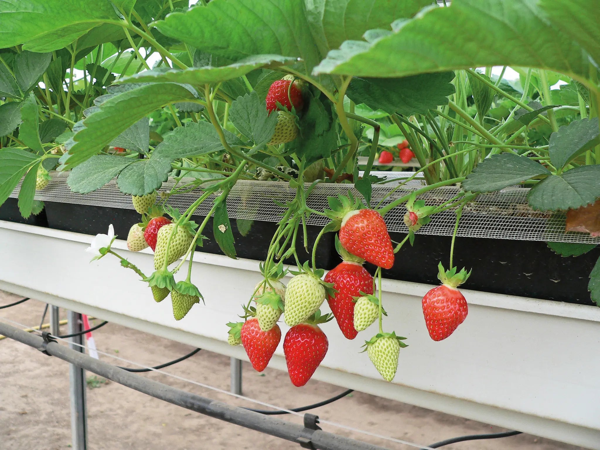 Murano strawberry plants - Pro prices - EU CH Delivery – Fraisiverse ...